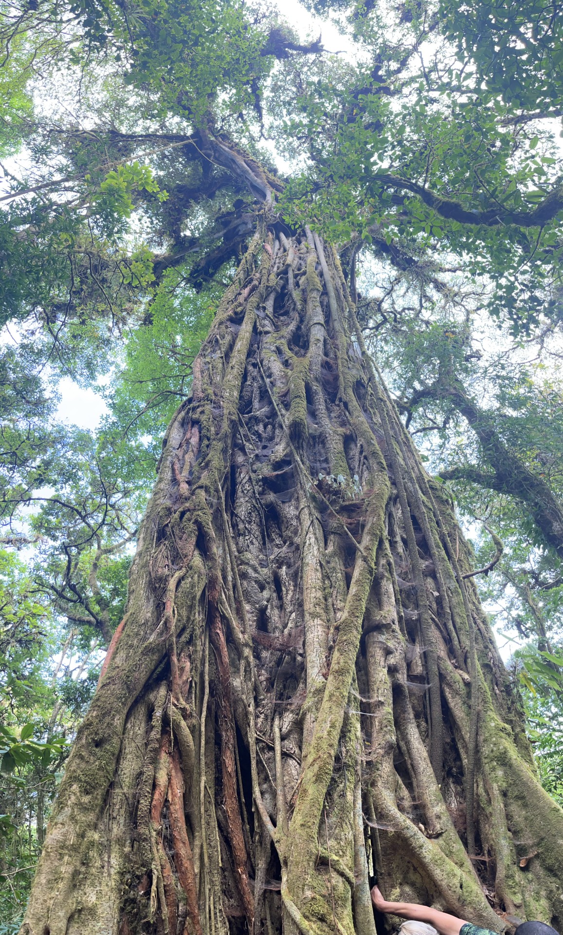 The Costa Rican Ficus Tree: An Adoptee’s Reflections - Beyond Words ...